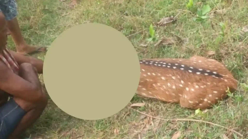 ବୁଲା କୁକୁର କାମୁଡାରେ ହରିଣ ମୃତ - Samaja Live